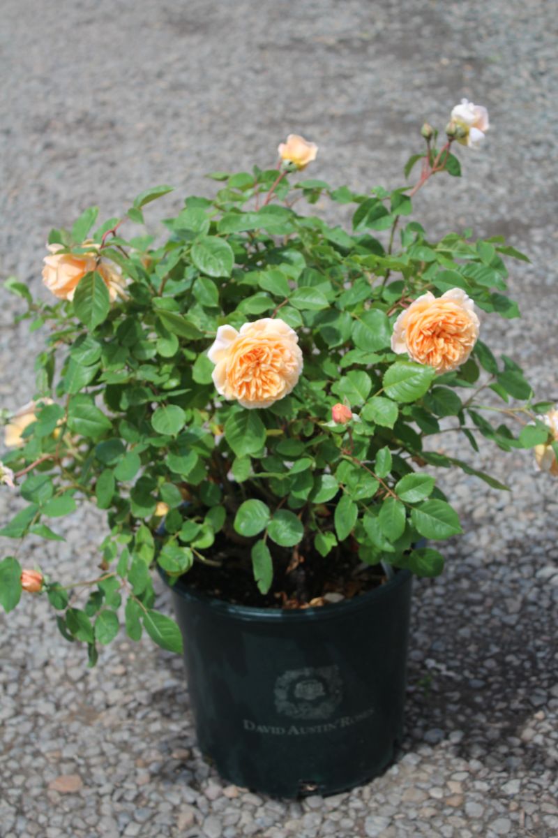 Rosa David Austin® 'Crown Princess Margareta'® (apricot) – Loen Nursery ...