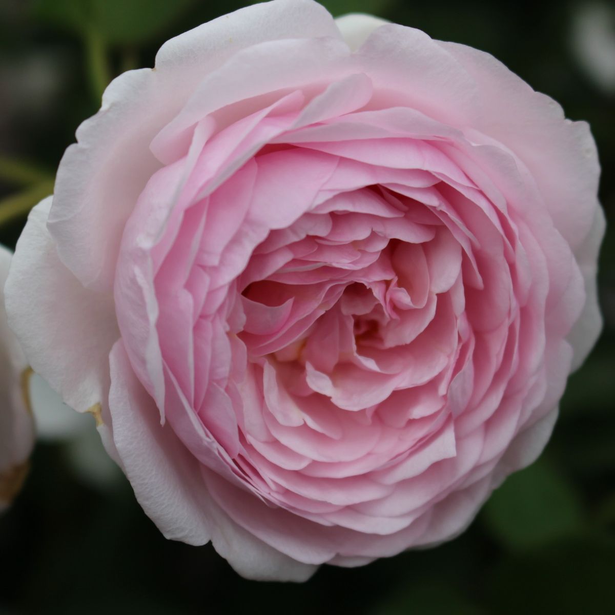 Rosa David Austin® 'Olivia Rose' (pink) – Loen Nursery, Inc.
