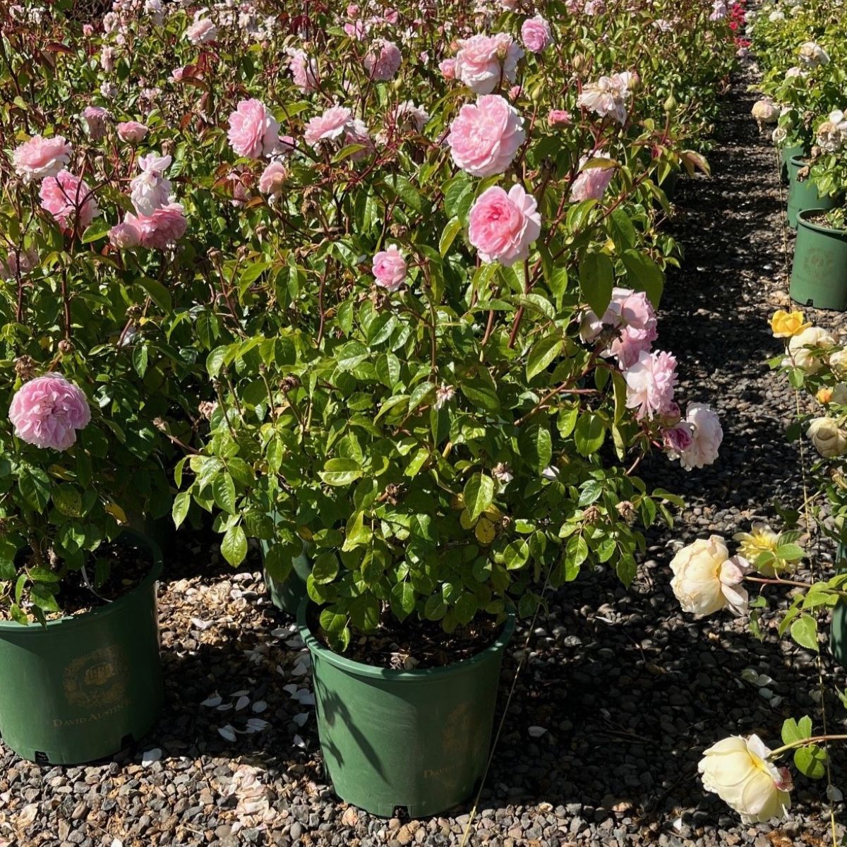 Rosa David Austin® 'Silas Marner®' (pink) – Loen Nursery, Inc.