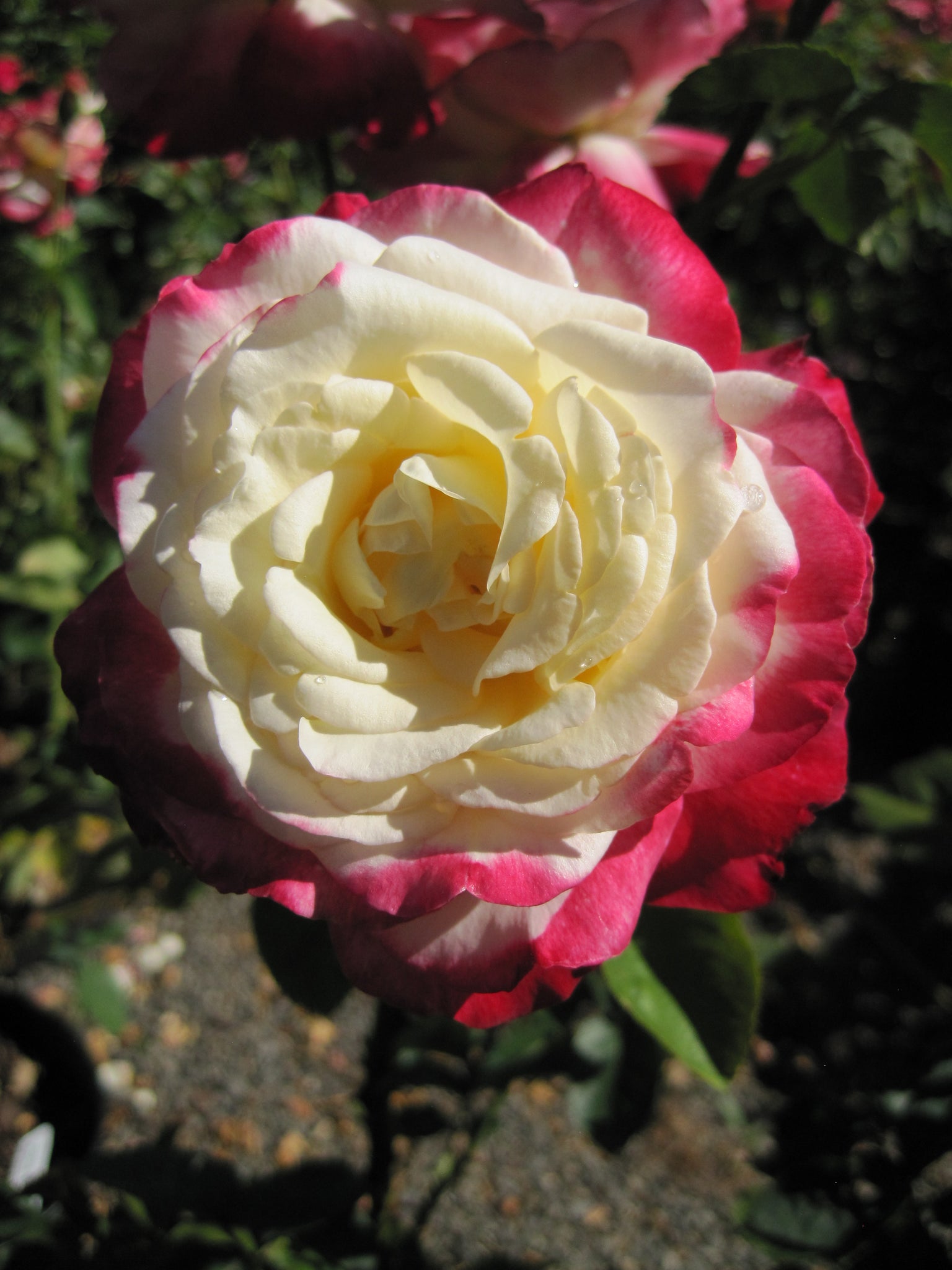 Rosa ht. 'Double Delight' (cream/red) – Loen Nursery, Inc.