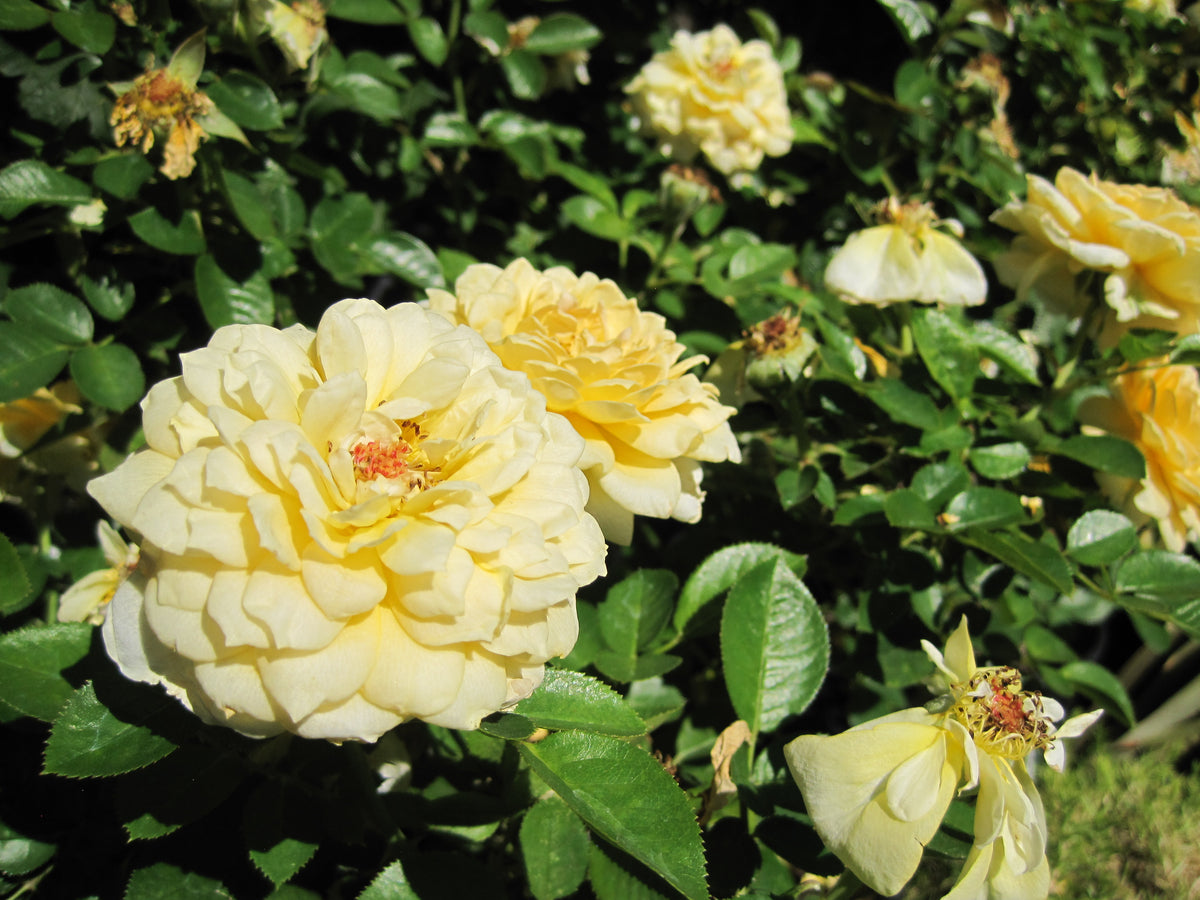 Rosa sb. 'Edith's Darling' ™ PPAF (apricot) – Loen Nursery, Inc.