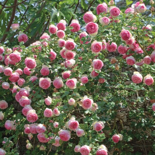 Rosa climb. PRETTY IN PINK EDEN CLIMBER® PP20953 (pink) – Loen Nursery ...