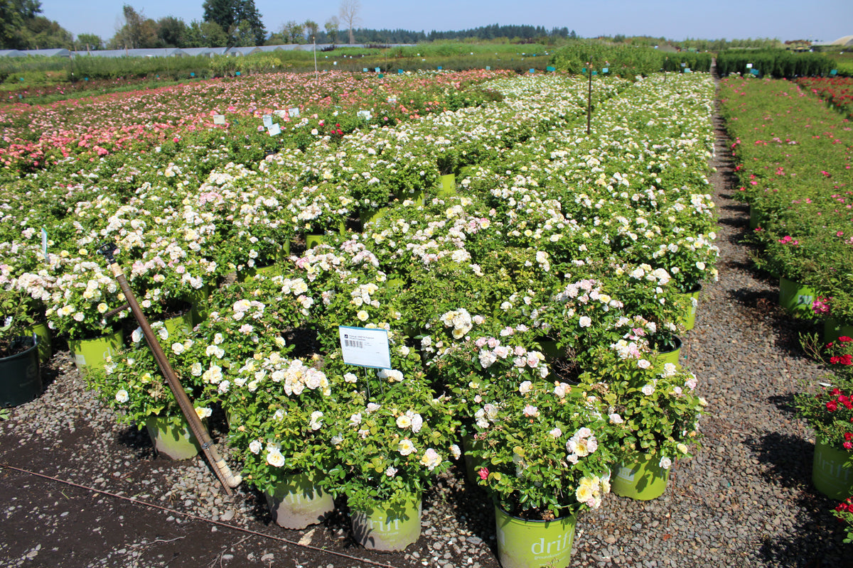 Rosa gc. DRIFT® POPCORN PP24773 (yellow) – Loen Nursery, Inc.