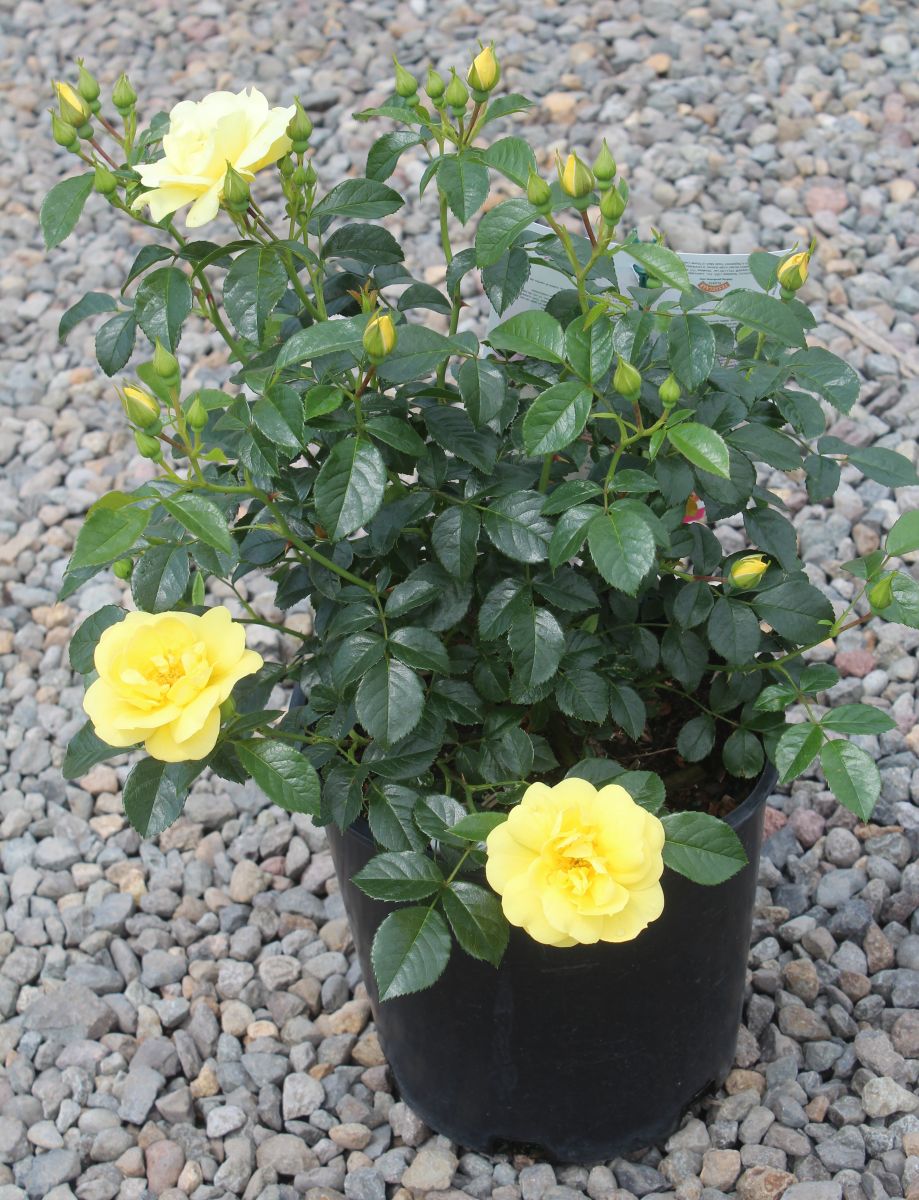Rosa gc. FLOWER CARPET® Yellow PP13869 (yellow) – Loen Nursery, Inc.