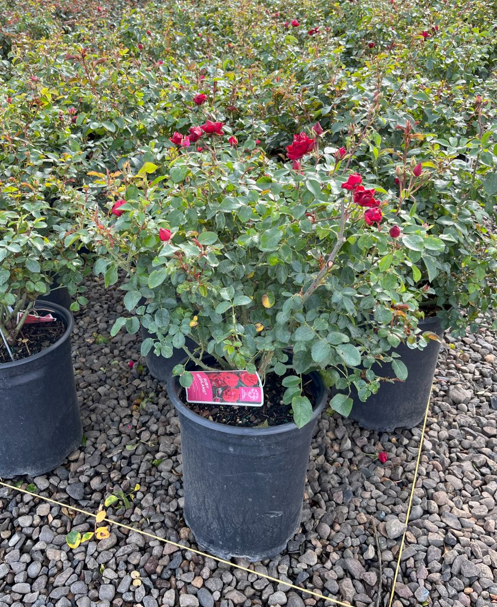 Rosa sb. RUBY MEIDILAND® PP13500 (red) – Loen Nursery, Inc.