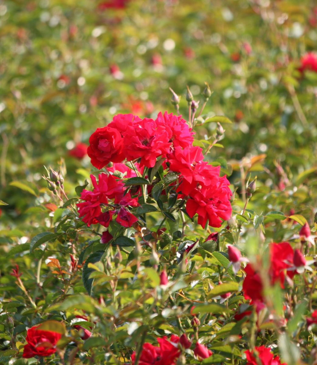 Rosa gc. 'Red Ribbons'® PP9115 (red) – Loen Nursery, Inc.