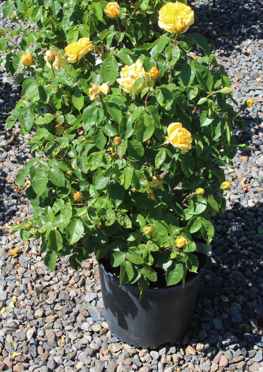 Rosa grand. 'Happy Go Lucky' ™ (yellow) – Loen Nursery, Inc.