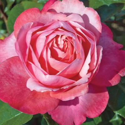 Rosa grand. 'Pink Flamingo' PPAF (pink) – Loen Nursery, Inc.