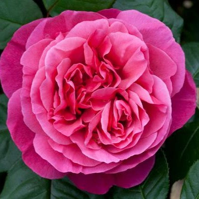 Rosa ht. Dee-Lish® (pink) – Loen Nursery, Inc.