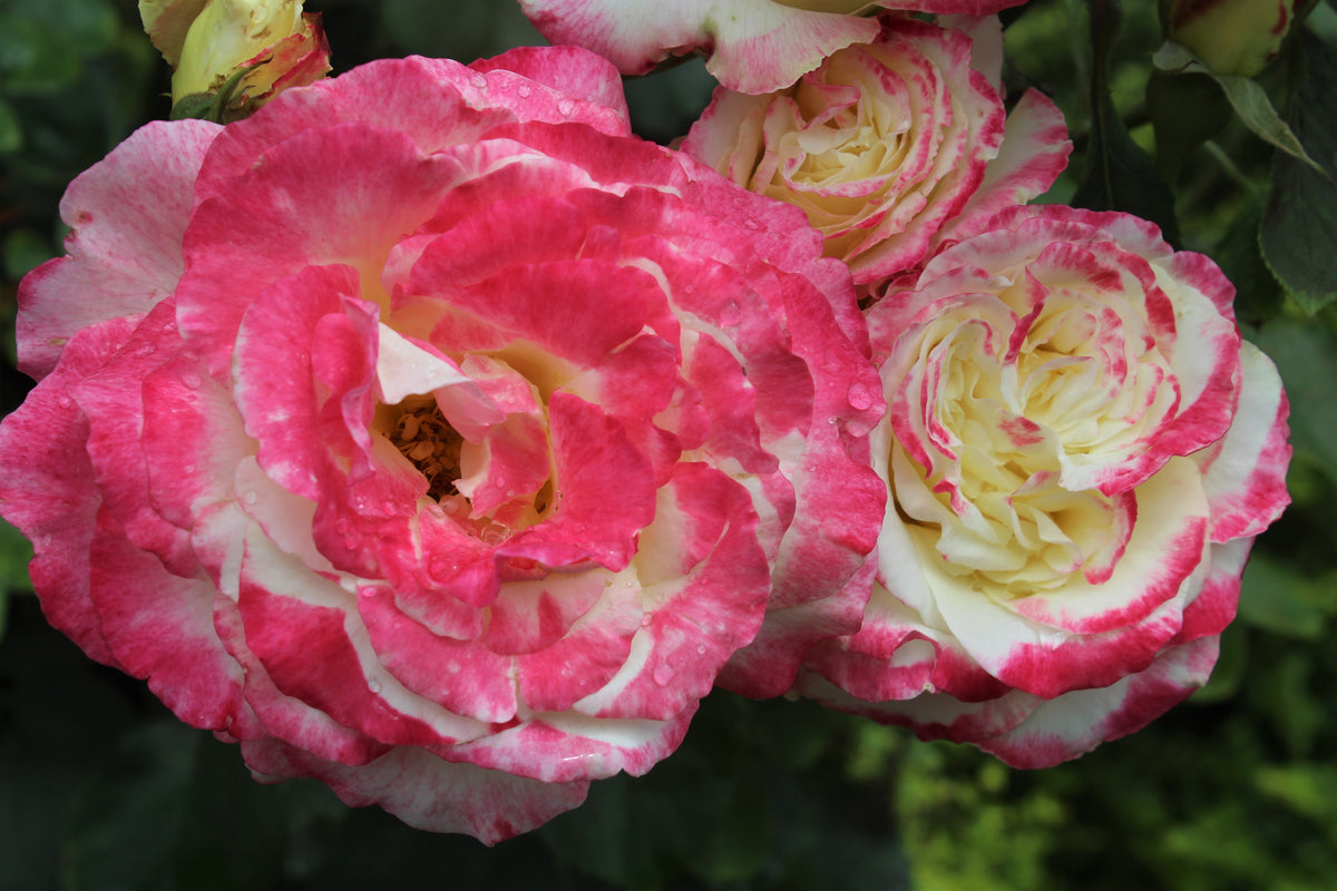 Rosa ht. 'Double Delight' (cream/red) – Loen Nursery, Inc.