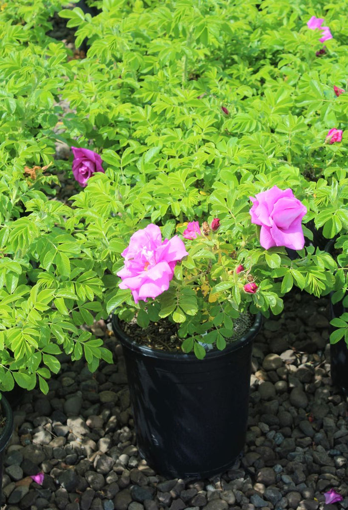 Rosa rugosa 'Dwarf Pavement' (pink) – Loen Nursery, Inc.