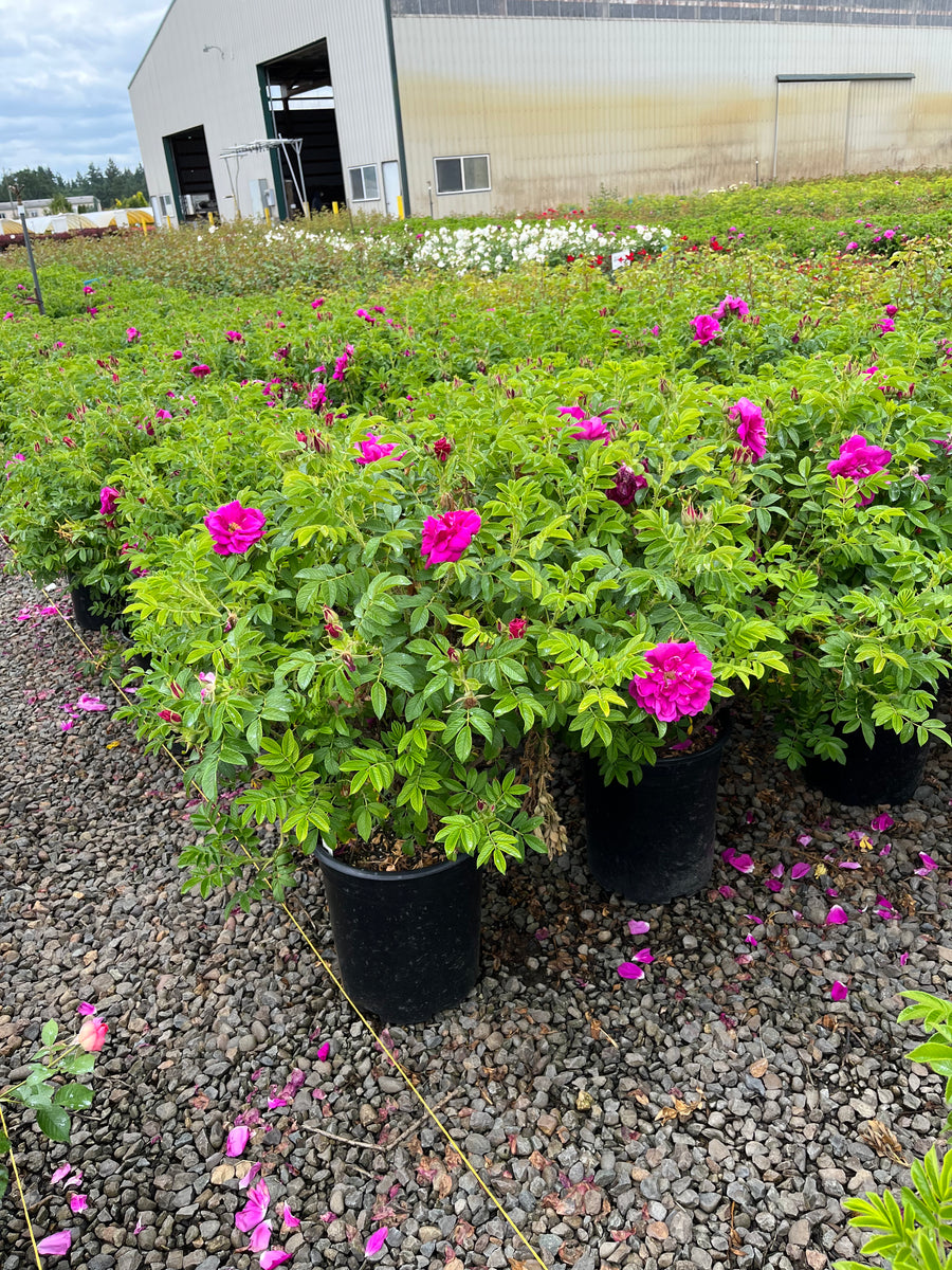 Rosa rugosa 'Purple Pavement' (purple/pink) – Loen Nursery, Inc.
