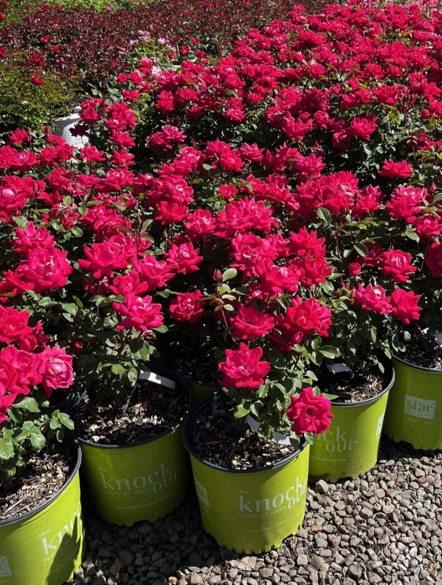 Rosa sb. DOUBLE KNOCK OUT® PP16202 (red) – Loen Nursery, Inc.