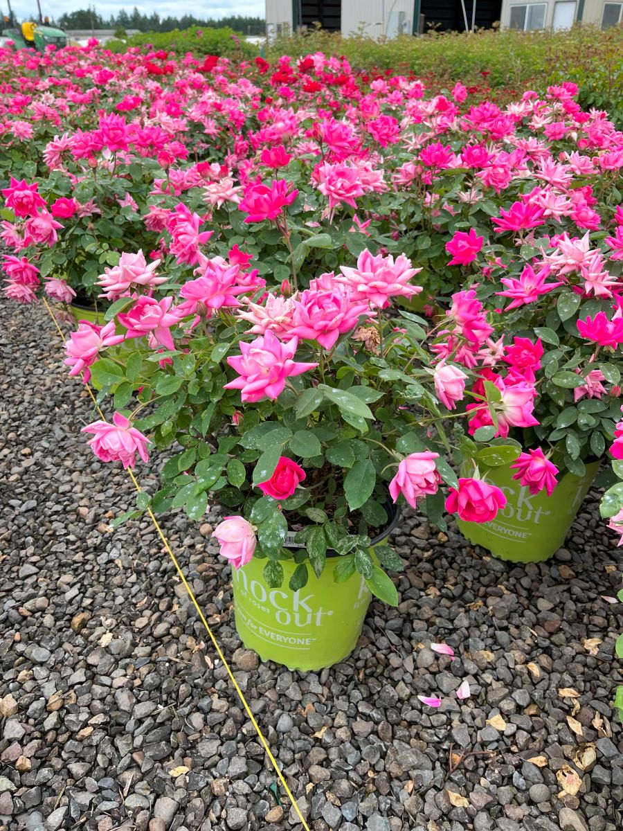 Rosa sb. DOUBLE PINK KNOCK OUT® PP18507 (pink) – Loen Nursery, Inc.