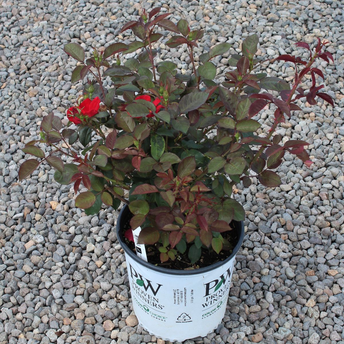 Rosa sb. 'Home Run'® PW PP18552 (red) – Loen Nursery, Inc.