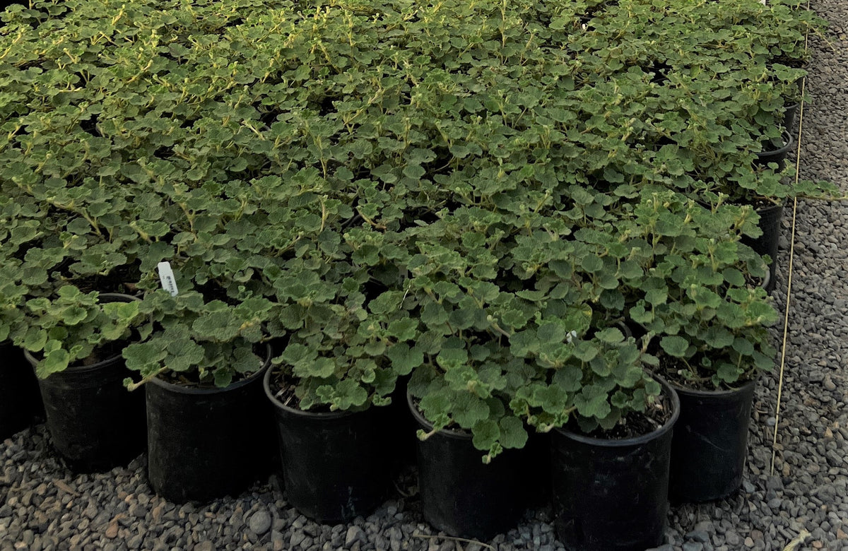 Rubus calycinoides 'Emerald Carpet' – Loen Nursery, Inc.