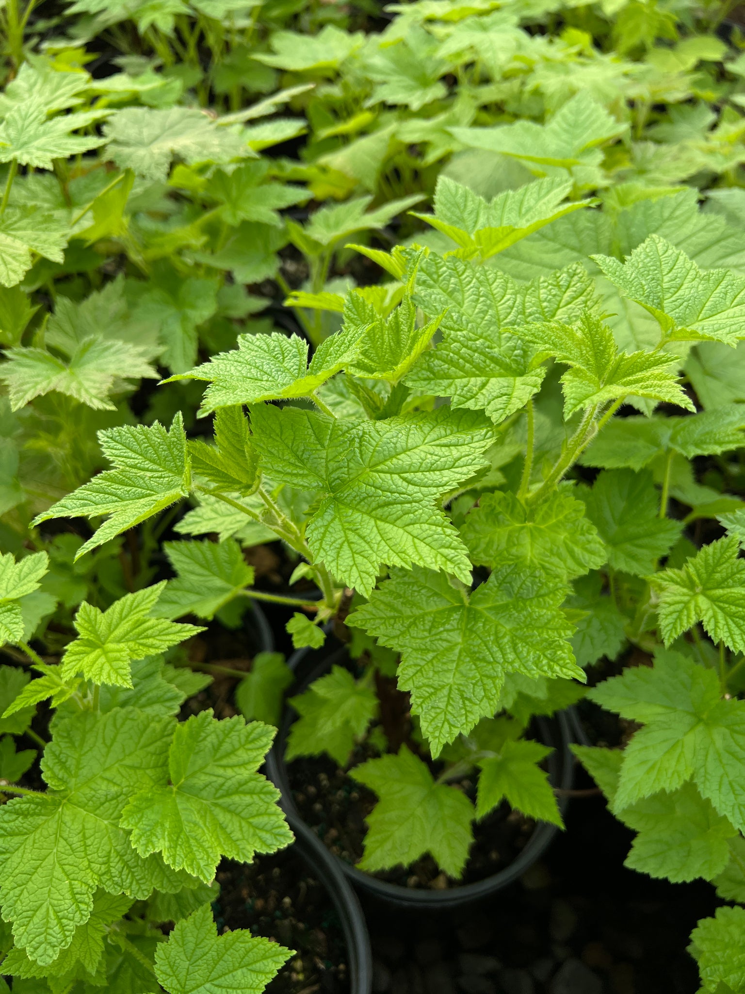 Rubus spectabilis (pink/red) – Loen Nursery, Inc.