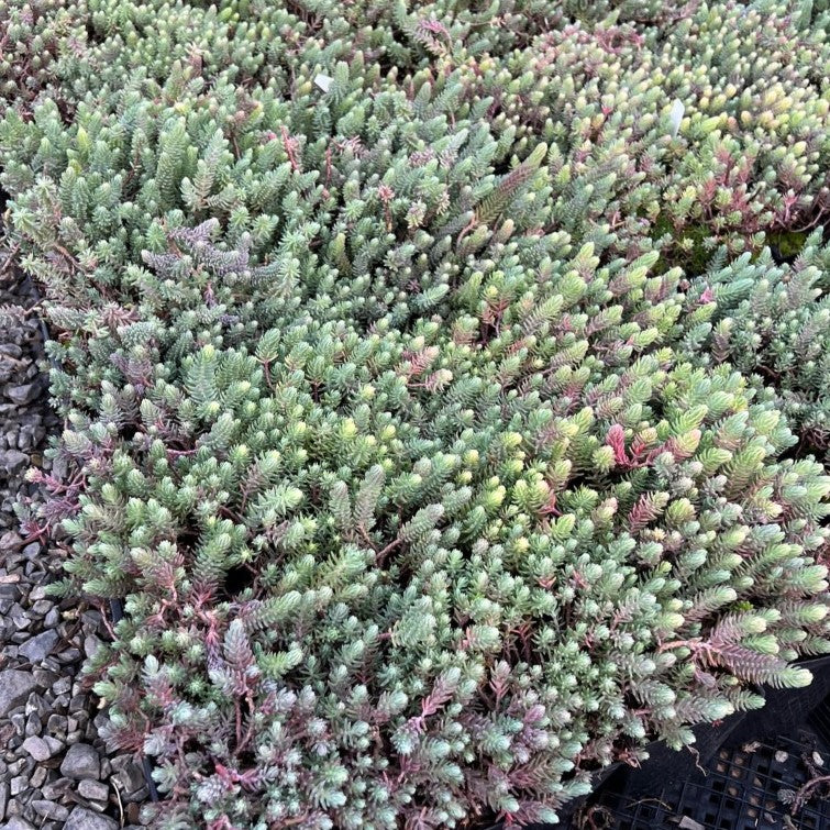Groundcover, Sedum rup. 'Blue Spruce' - 25 per flat – Loen Nursery, Inc.