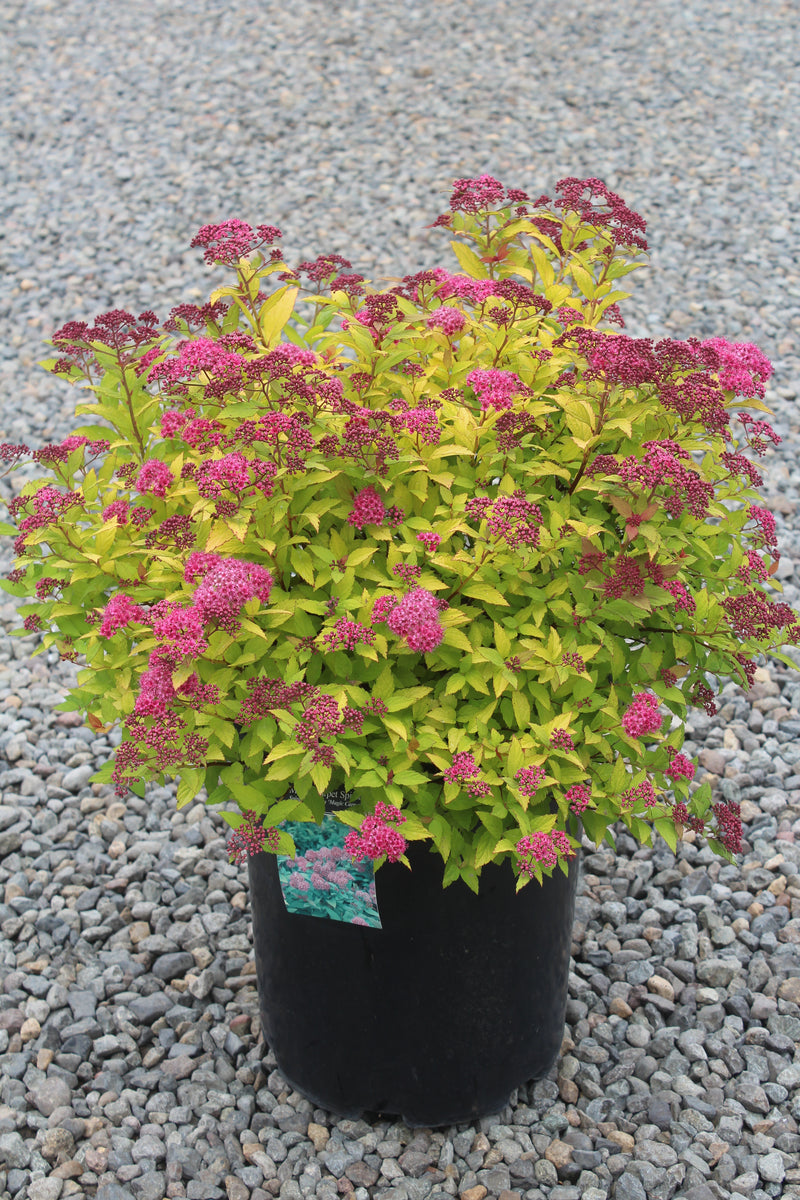 Spiraea j. 'Magic Carpet' PP9363 – Loen Nursery, Inc.