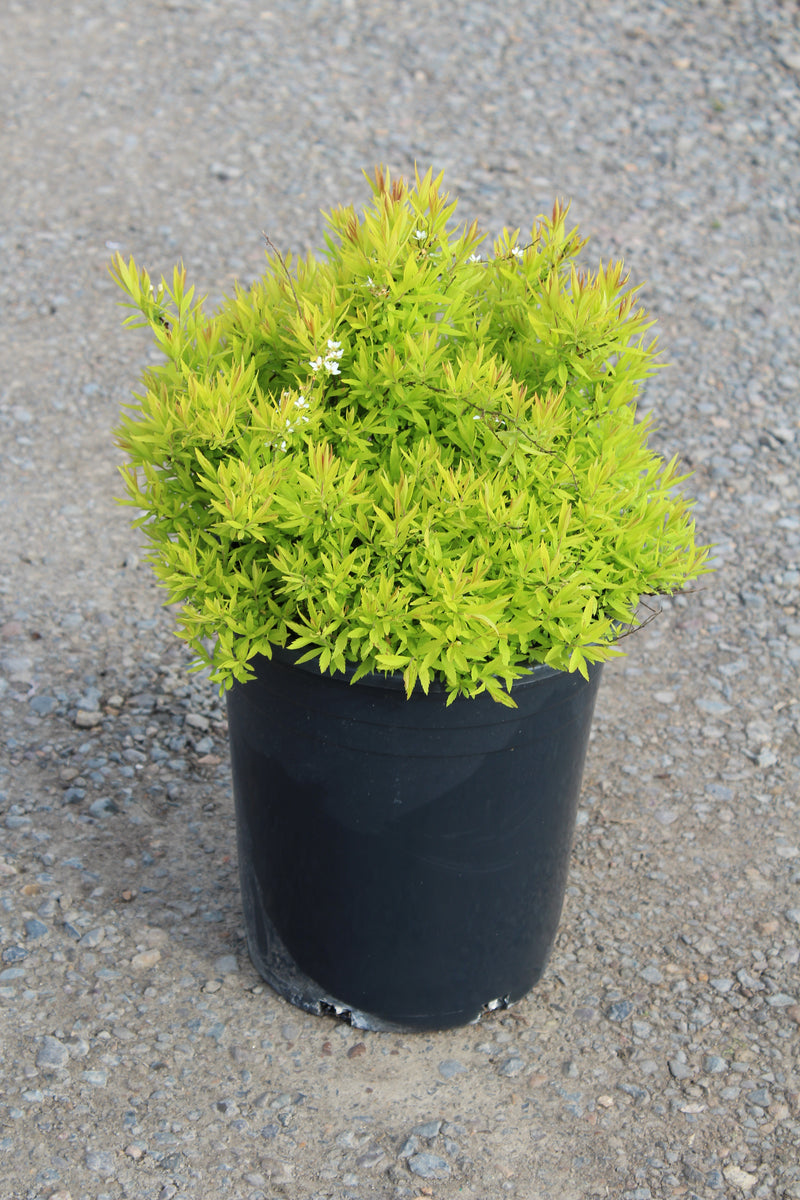 Spiraea th. 'Mellow Yellow' – Loen Nursery, Inc.