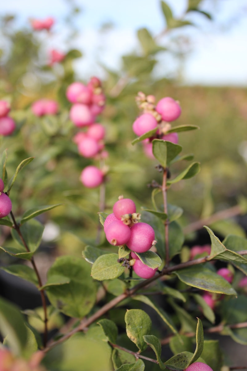 Symphoricarpos x doorenbosii 'Marleen' – Loen Nursery, Inc.