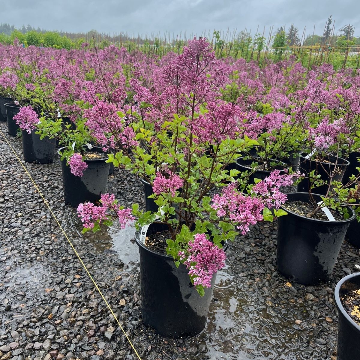 Syringa meyeri 'Palibin' (purple), Patio Tree – Loen Nursery, Inc.