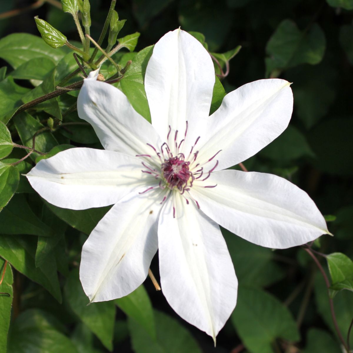 Clematis Vancouver™ 'Fragrant Star' (white) – Loen Nursery, Inc.