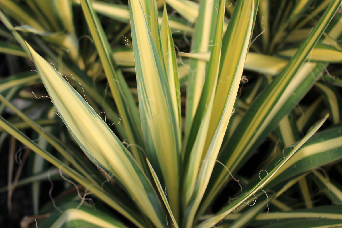 Yucca fil. 'Color Guard' (variegated) – Loen Nursery, Inc.