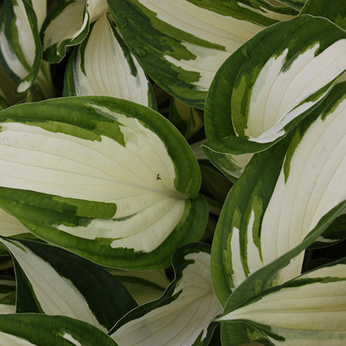 Hosta x 'Fire and Ice' – Loen Nursery, Inc.
