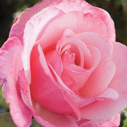 Rosa ht. 'First Prize' (pink) – Loen Nursery, Inc.
