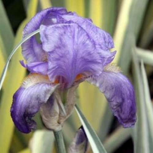 Iris pallida 'Albo Variegata' (lavender) – Loen Nursery, Inc.
