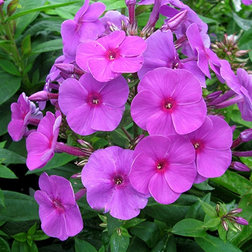 Phlox pan. FLAME™ Purple PP12605 – Loen Nursery, Inc.