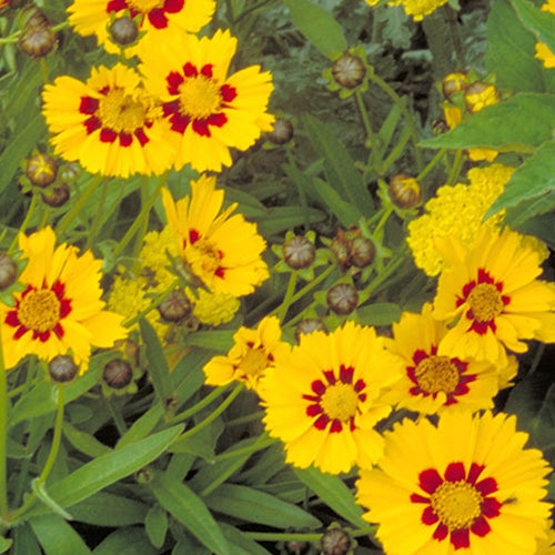 Coreopsis l. 'Baby Sun' (golden) – Loen Nursery, Inc.
