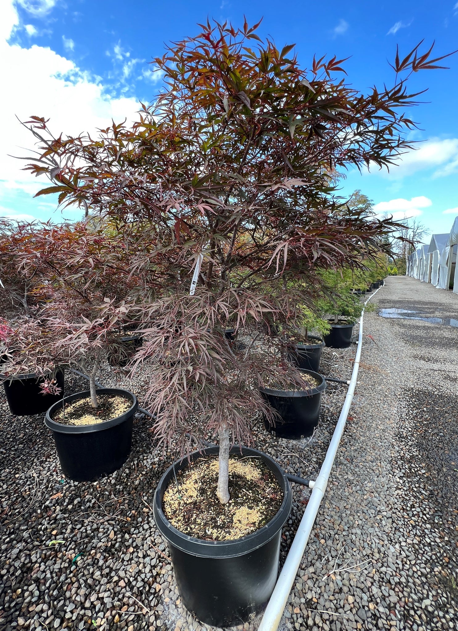 Acer palmatum 'Aekan Ie's' (CG) – Loen Nursery, Inc.