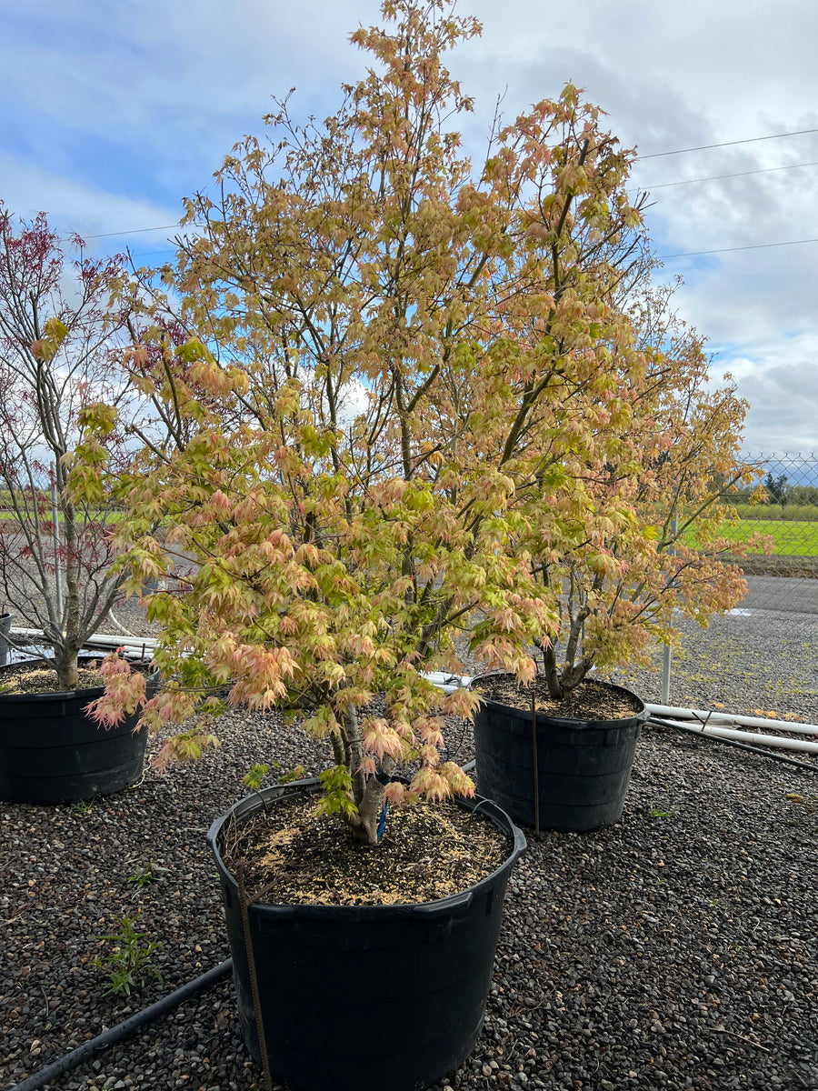 Acer palmatum 'Peve Multicolor' (BBP) – Loen Nursery, Inc.