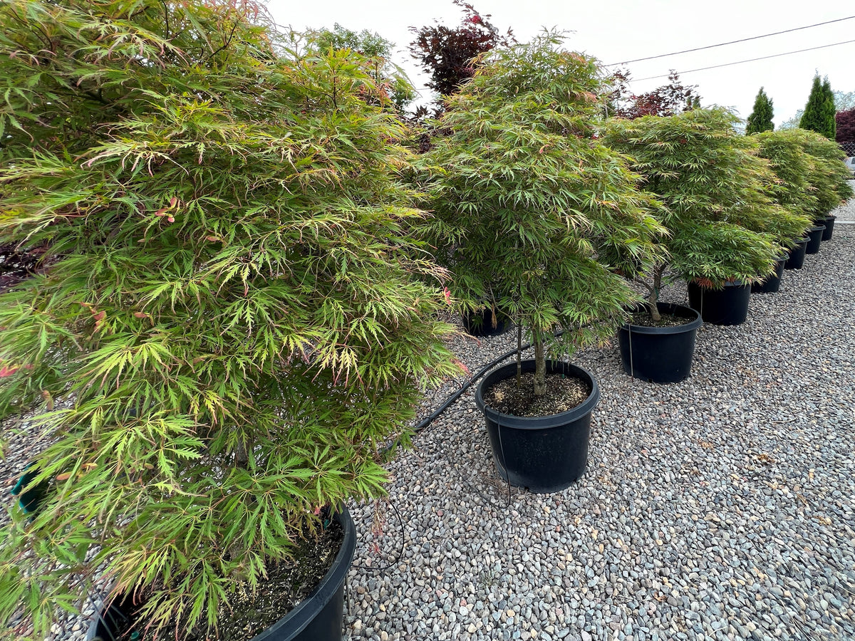 Acer pd. 'Spring Delight' (CG) – Loen Nursery, Inc.