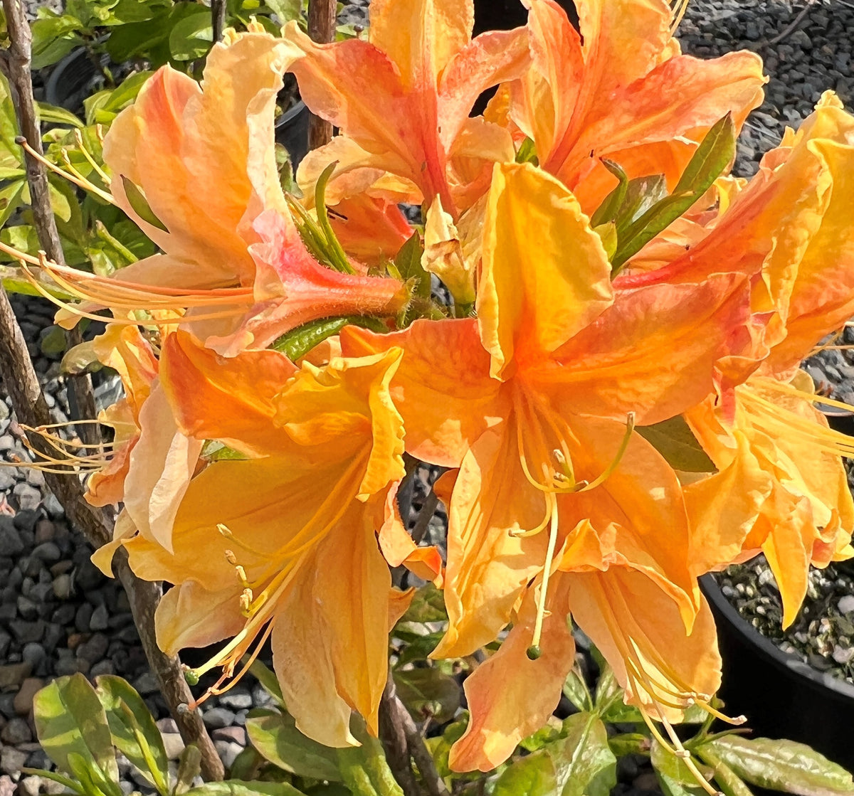 Azalea dec. 'Golden Lights' (yellow) – Loen Nursery, Inc.