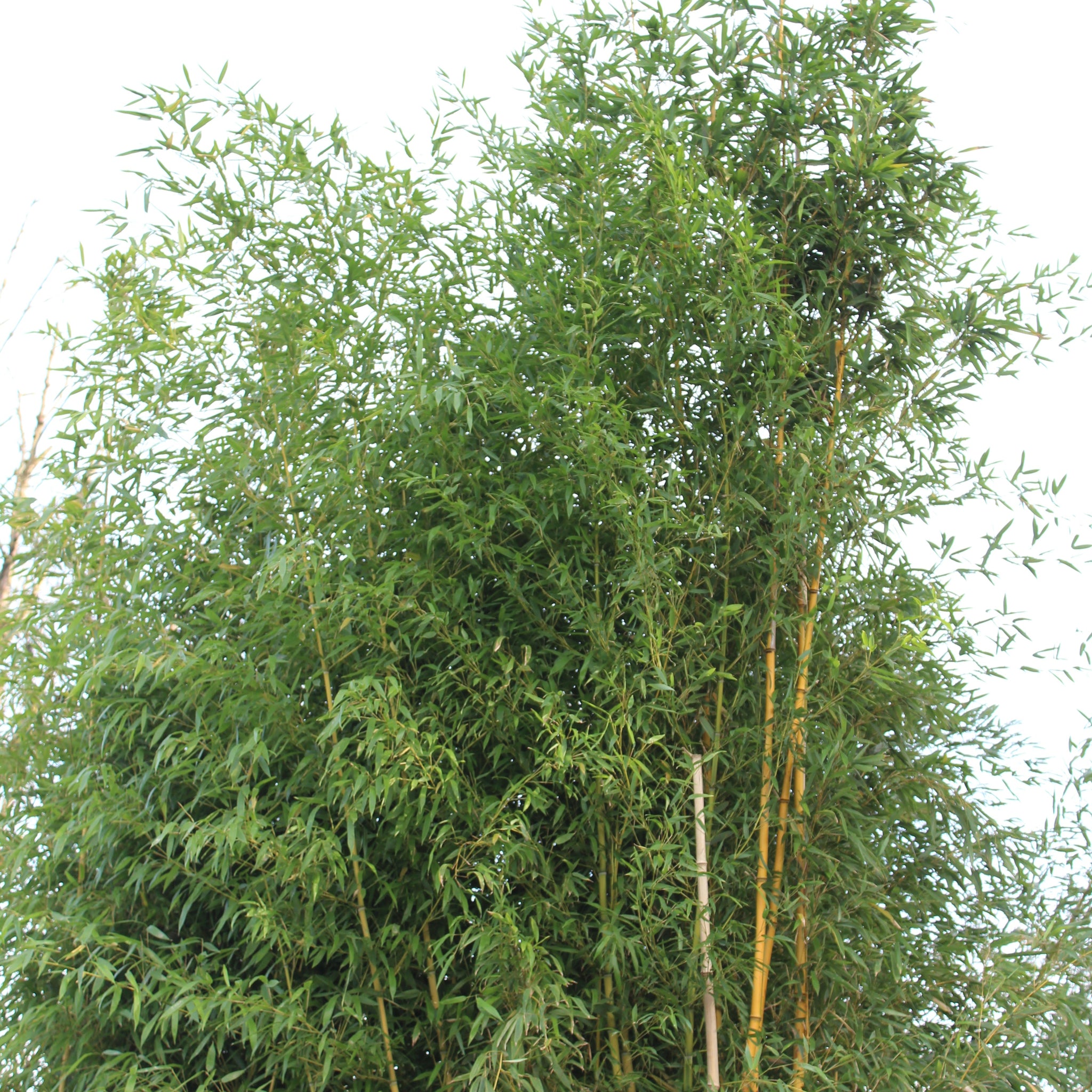 Bamboo, Phyllostachys aureosulcata 'Spectabilis' – Loen Nursery, Inc.