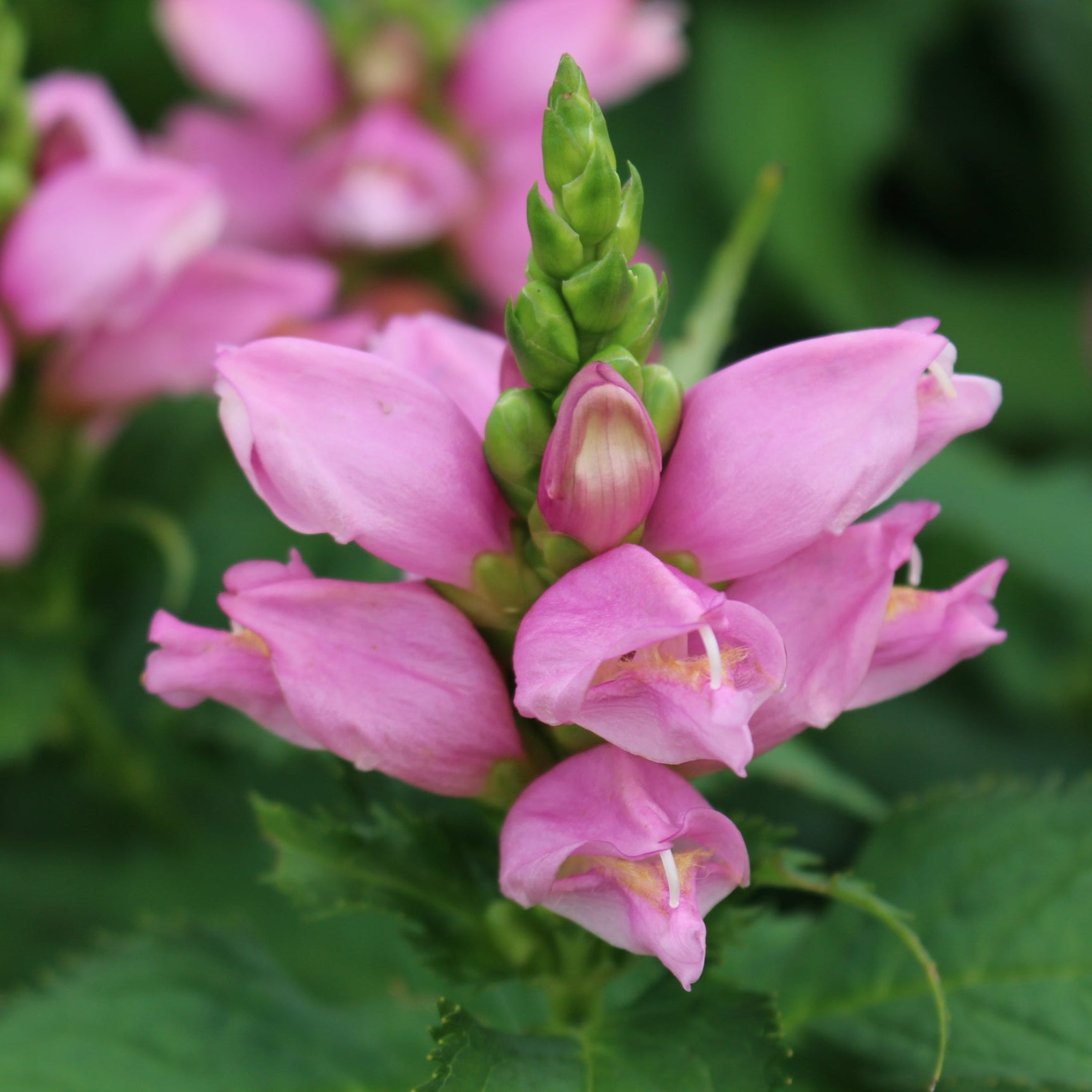 Chelone lyonii 'Hot Lips' (pink) – Loen Nursery, Inc.