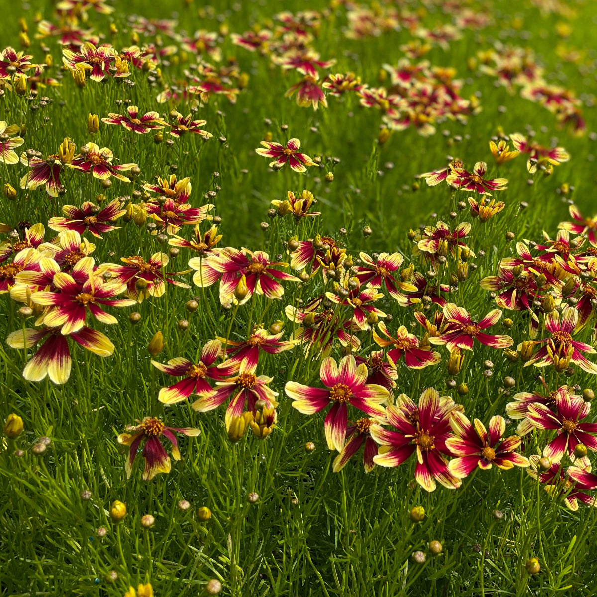 Coreopsis HONEYBUNCH™ Red & Gold PP28571 (red/yellow) – Loen Nursery, Inc.