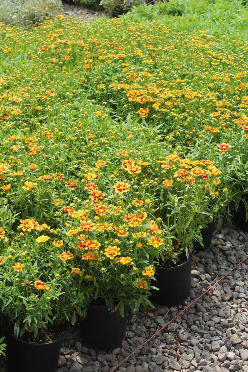 Coreopsis LI'L BANG™ 'Enchanted Eve' (yellow/red) – Loen Nursery, Inc.