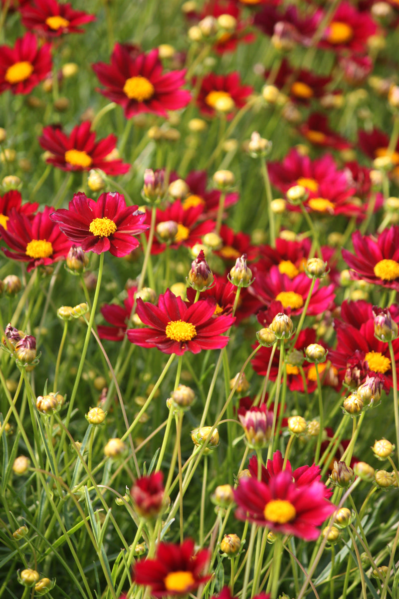 Coreopsis BIG BANG™ 'Mercury Rising' PP24689 (red) – Loen Nursery, Inc.