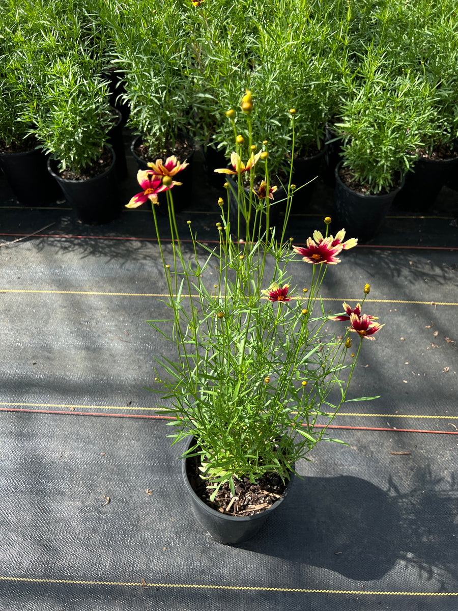 Coreopsis SATIN & LACE™ RED CHIFFON™ PP27528 (red/yellow) – Loen ...