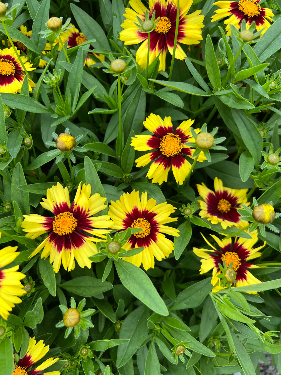Coreopsis UPTICK™ Yellow & Red PP28865 (yellow/red) – Loen Nursery, Inc.