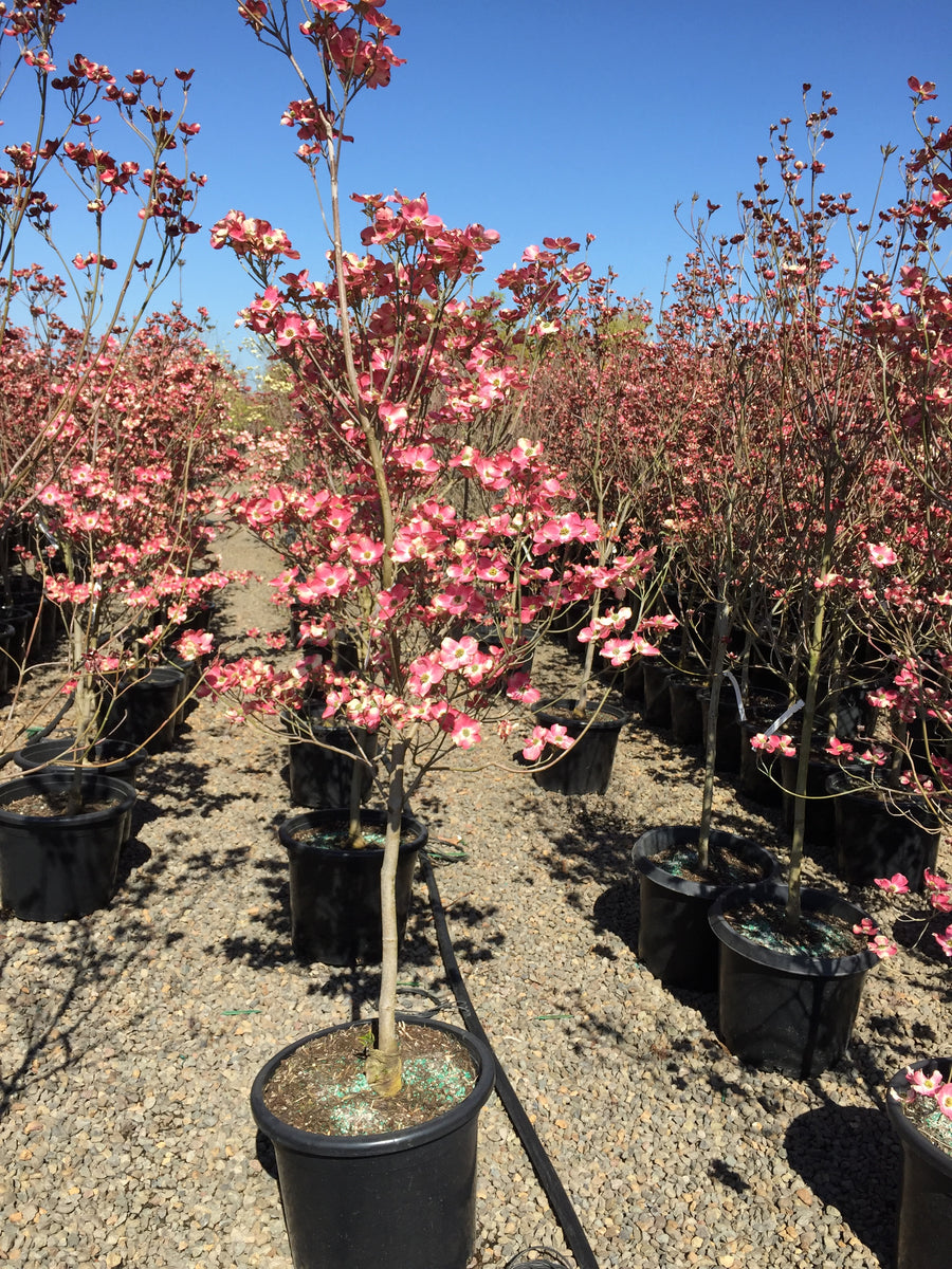 Cornus fl. 'Cherokee Brave' (rosy red) (BBP) – Loen Nursery, Inc.