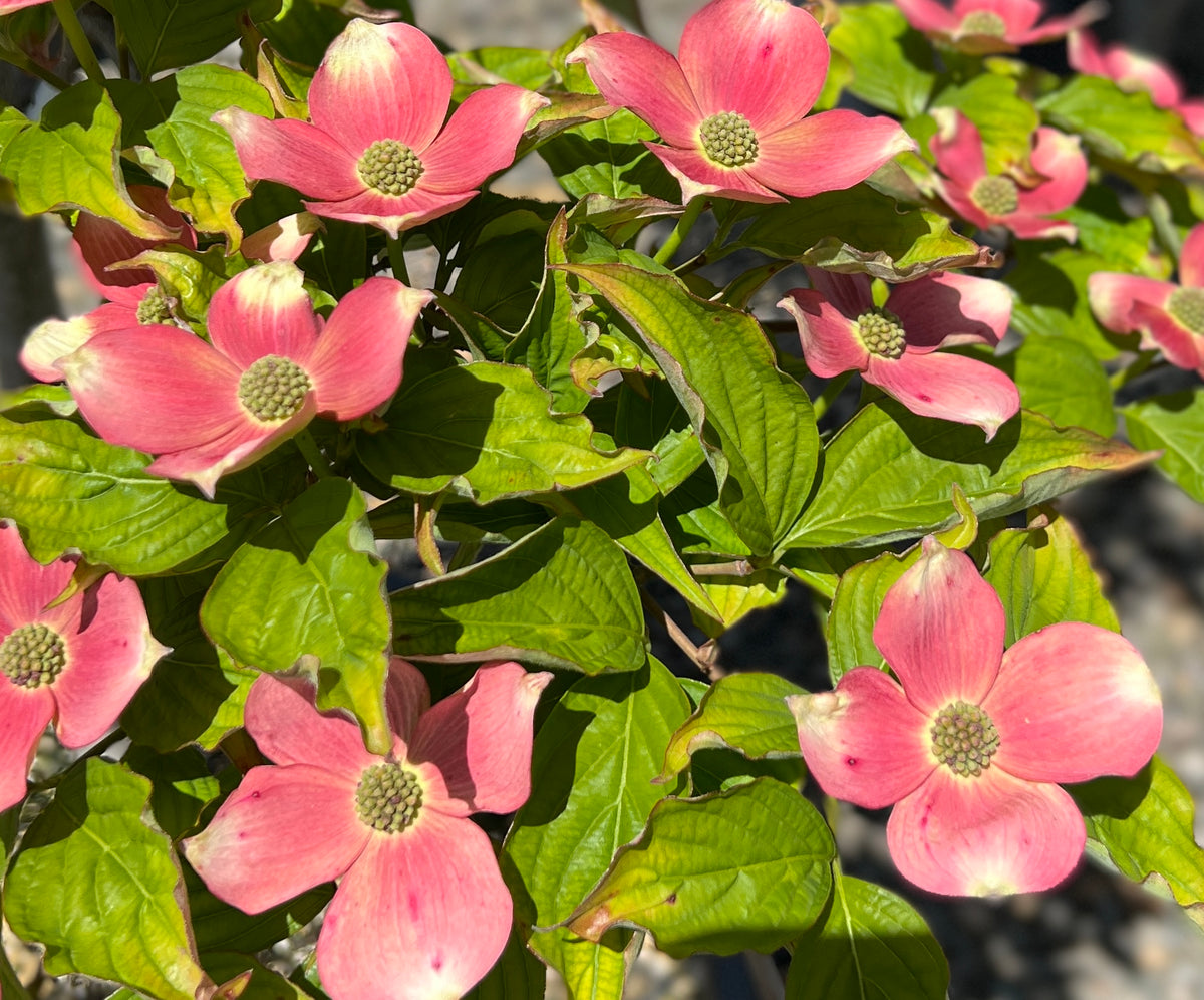 Cornus x ru. 'Stellar Pink'® (pink) (CG) – Loen Nursery, Inc.