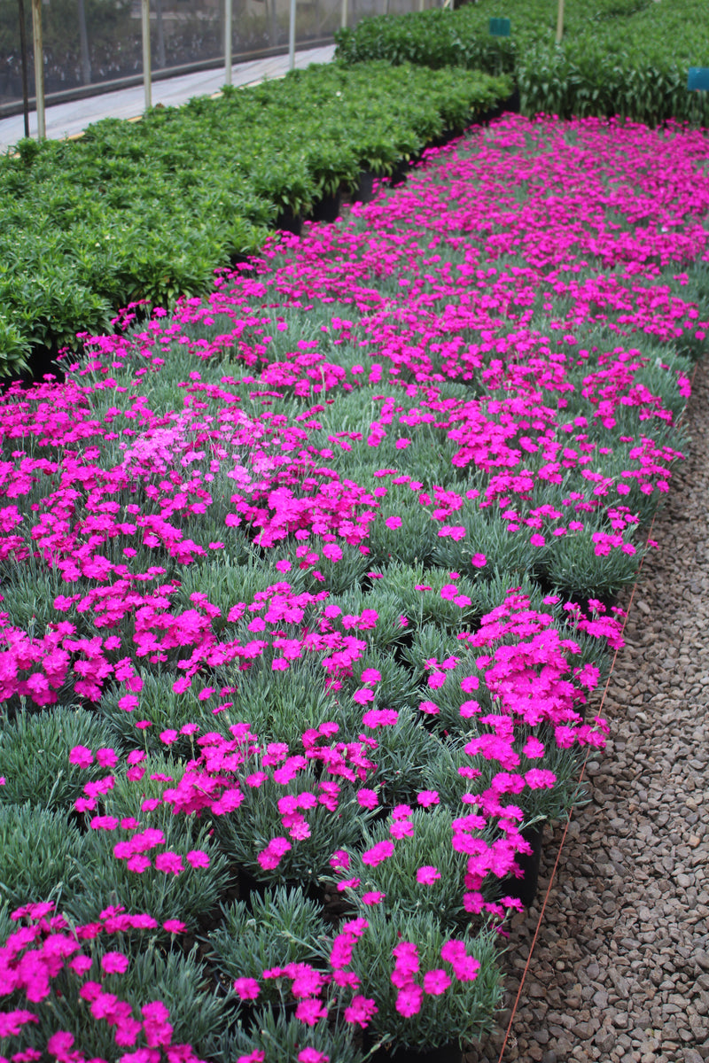 Dianthus 'Neon Star' PP14549 (hot pink) – Loen Nursery, Inc.