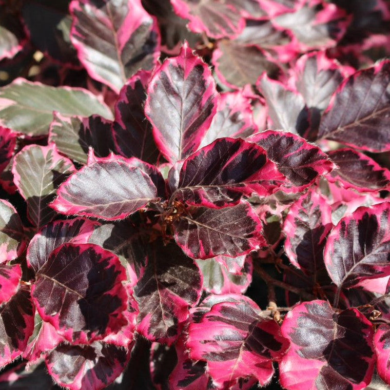 Fagus s. 'Roseo-marginata' ('Tricolor') (BBP) – Loen Nursery, Inc.