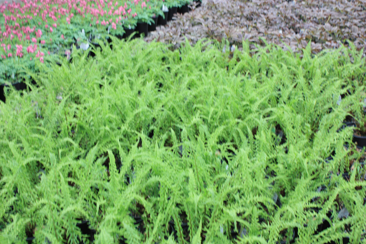 Fern, Athyrium filix-mas 'Dre's Dagger' – Loen Nursery, Inc.