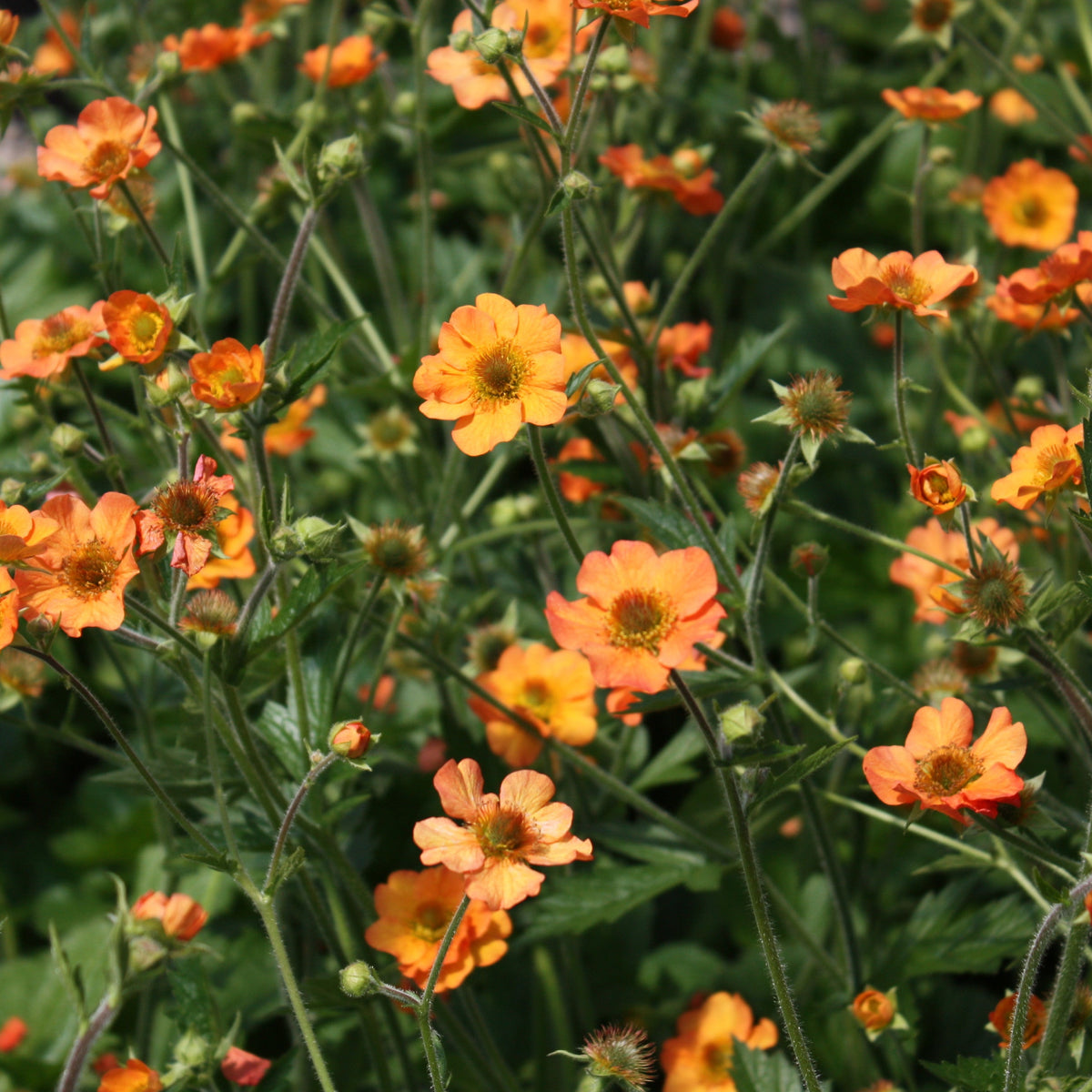 Geum 'Totally Tangerine' (orange) – Loen Nursery, Inc.